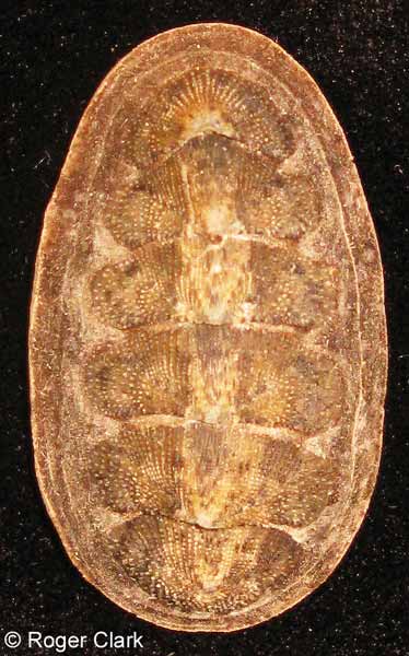 Aberrations-Mutations-Twins